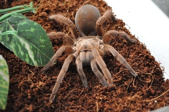 Goliath Birdeater Tarantula | Theraphosa Blondi [ULTIMATE GUIDE ...
