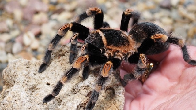 Mexican Red Knee Tarantula: Pics, Videos and Care Info - thepetsavvy.com