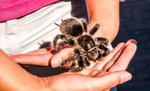 How do You Hold a Tarantula? [BEGINNER’S GUIDE] – thepetsavvy.com