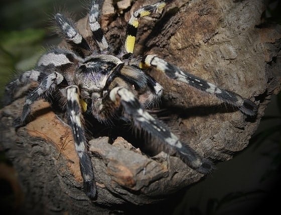 Gooty Sapphire Tarantula | Poecilotheria Metallica [ULTIMATE GUIDE ...