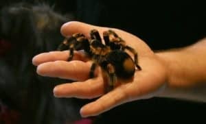 How do You Hold a Tarantula? [BEGINNER’S GUIDE] – thepetsavvy.com