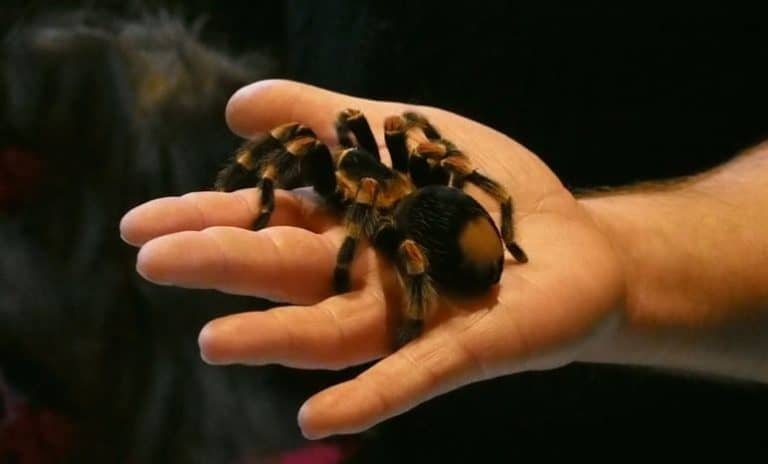 How do You Hold a Tarantula? [BEGINNER’S GUIDE] – thepetsavvy.com