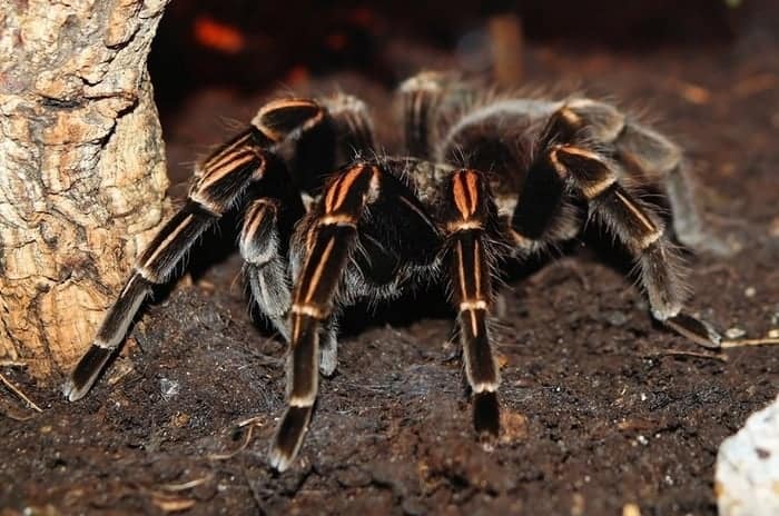 Costa Rican Zebra Tarantula | Aphonopelma Seemanni [ULTIMATE GUIDE ...