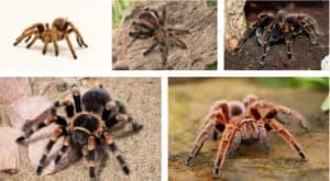 How do You Hold a Tarantula? [BEGINNER’S GUIDE] – thepetsavvy.com
