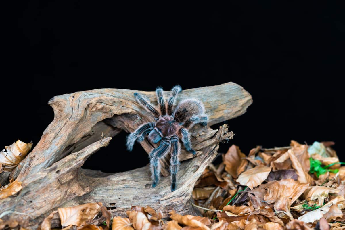 Chilean Rose Tarantula | Grammostola Rosea [ULTIMATE GUIDE ...