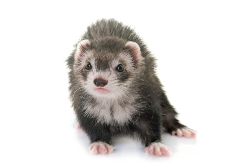 How Long Do Ferrets Live? Tips to Make Your Pet Ferret Live Longer ...
