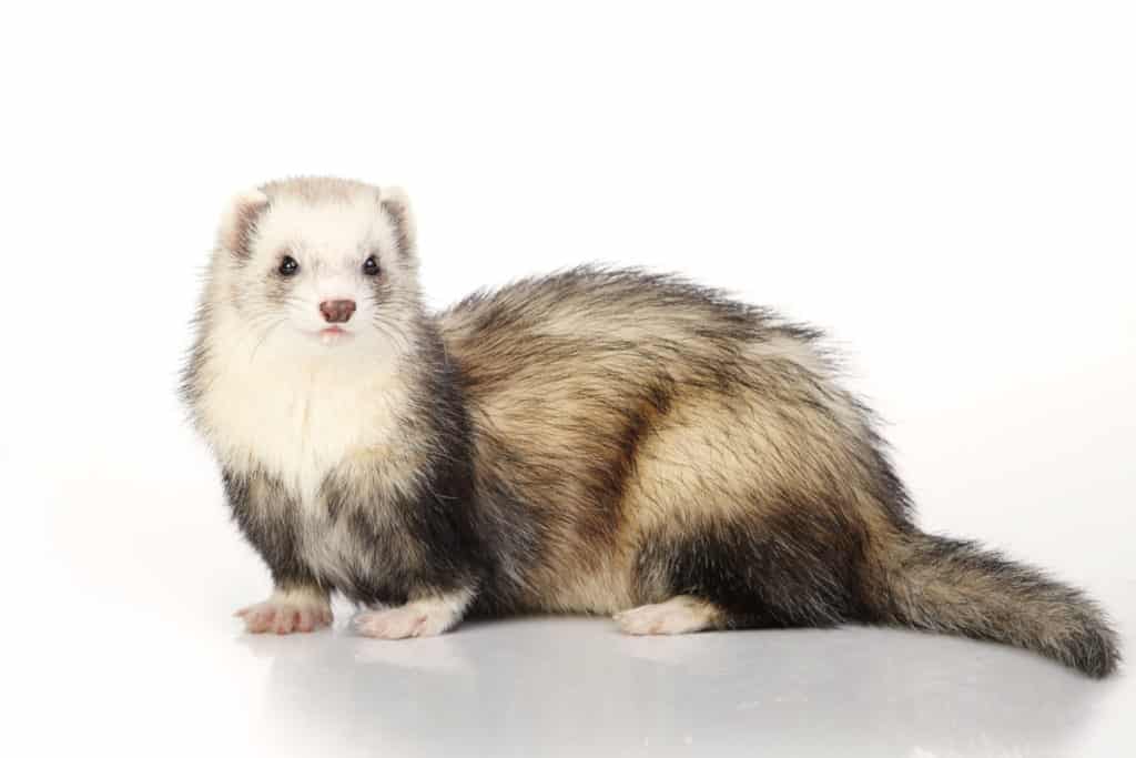 How Much Do Ferrets Cost: A Complete Breakdown [2021] – thepetsavvy.com