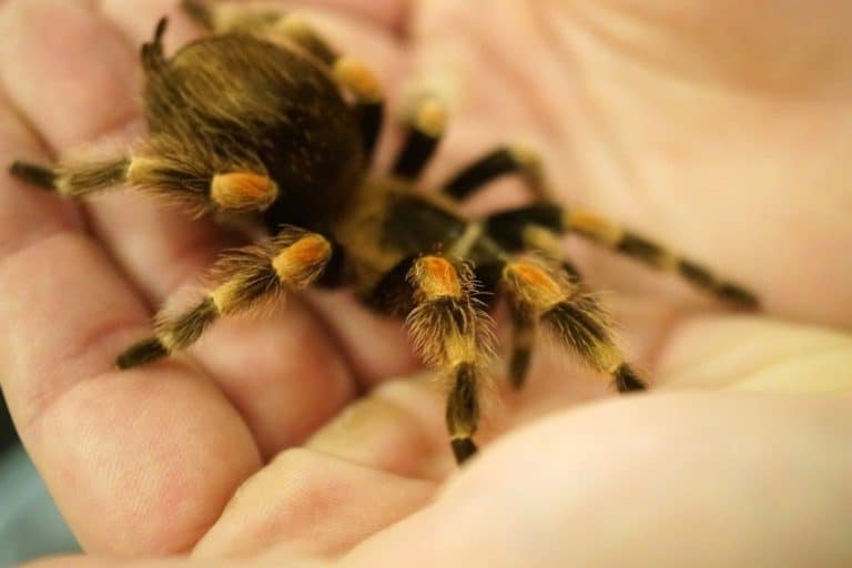 200+ Coolest Spider Names | Best Tarantula Names – thepetsavvy.com