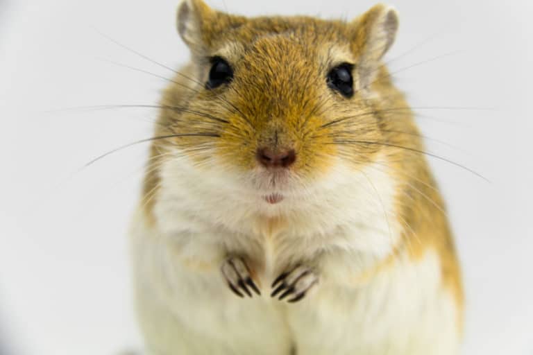 Gerbil Behavior – What is Your Gerbil Expressing? – thepetsavvy.com