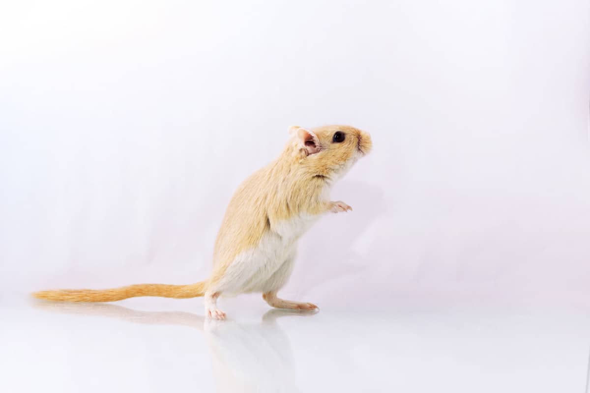 Gerbil Behavior – What is Your Gerbil Expressing? – thepetsavvy.com
