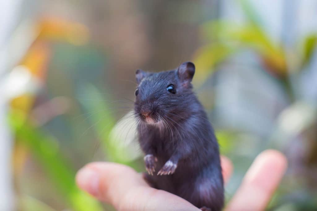 How to Pick Up and Hold a Gerbil the Right Way – thepetsavvy.com