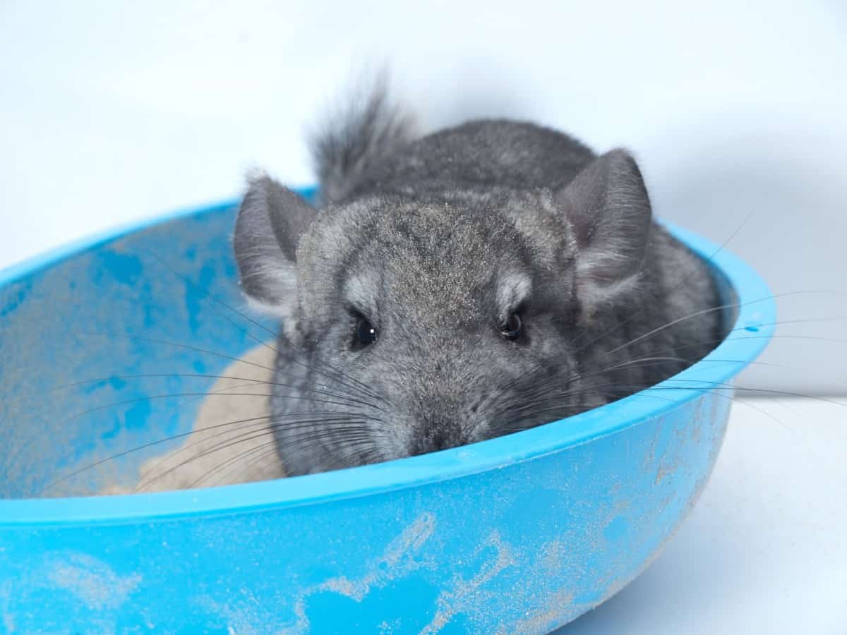 why-do-chinchillas-take-dust-baths-thepetsavvy