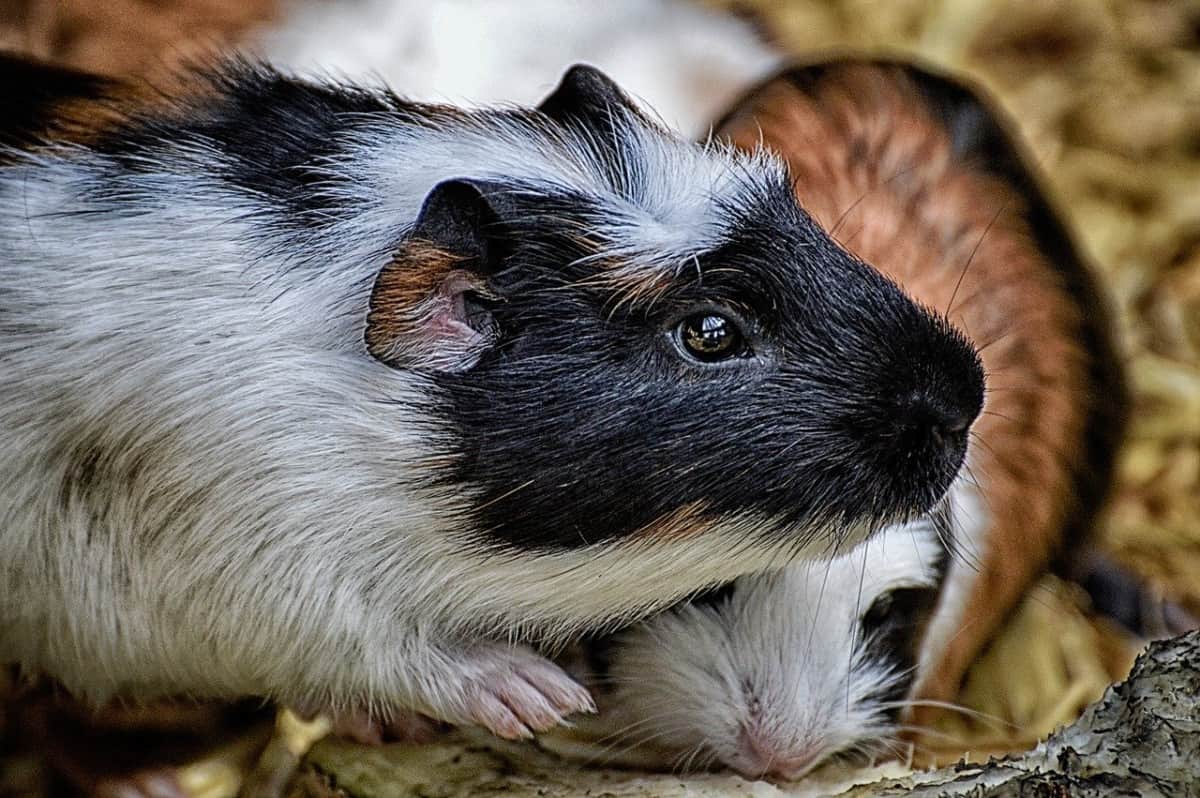 Guinea Pig Behavior 101 | What is your Guinea Pig Expressing ...