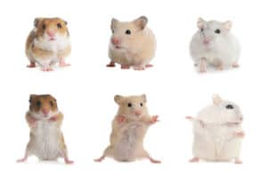 All About Hamster Breeds – An Illustrated Guide – thepetsavvy.com