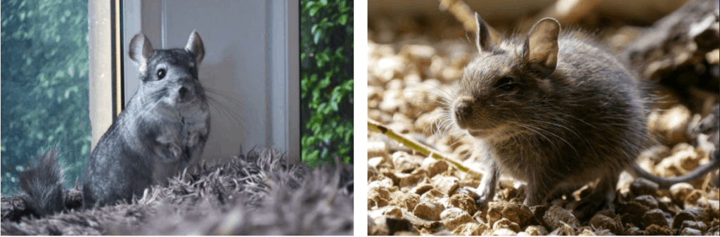 Degu Vs Chinchilla – Which One Makes the Best Pet? – thepetsavvy.com