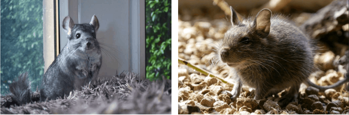 Degu Vs Chinchilla – Which One Makes the Best Pet? – thepetsavvy.com