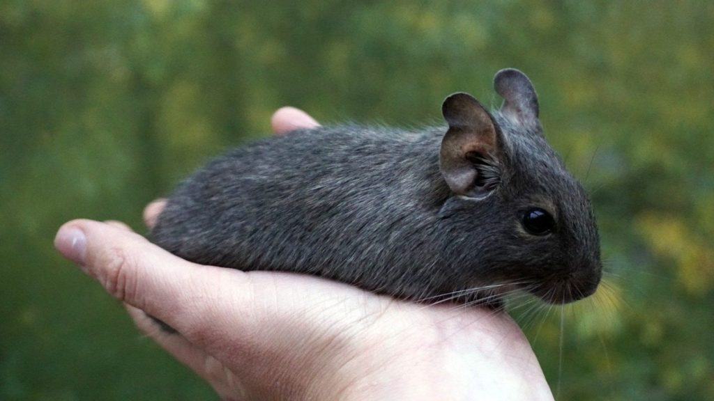 How much do Degus Cost? A Complete Cost Breakdown – thepetsavvy.com
