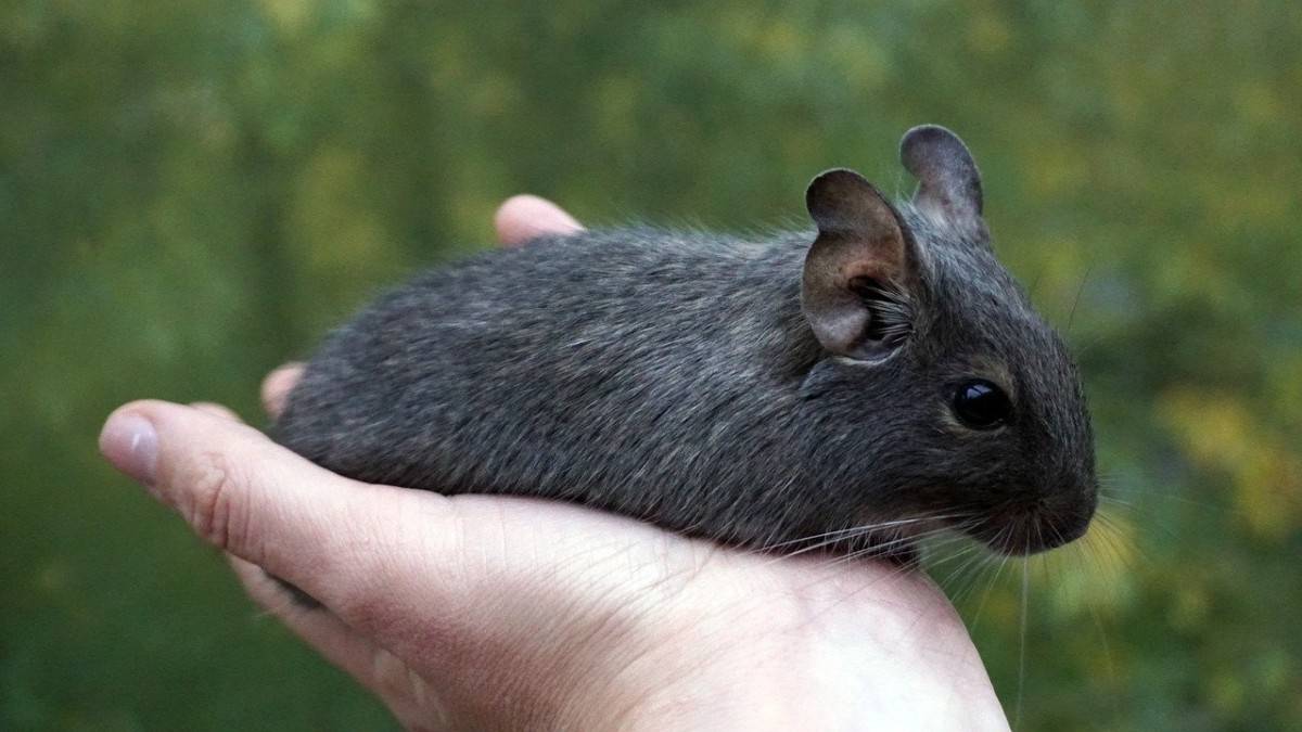 How much do Degus Cost? A Complete Cost Breakdown – thepetsavvy.com