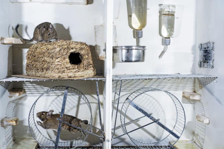 Degu Cage Setup – Create the Perfect Habitat for your Degu ...