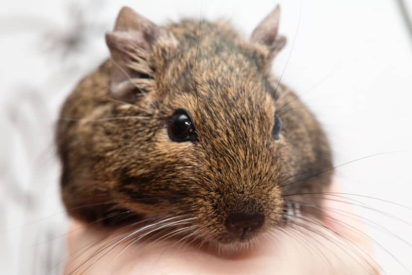 How much do Degus Cost? A Complete Cost Breakdown – thepetsavvy.com