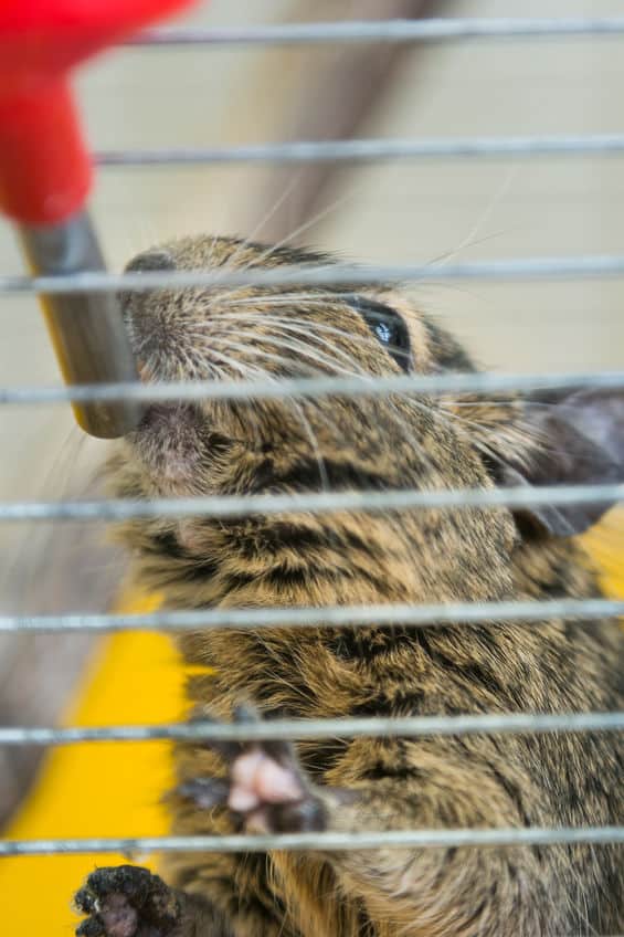 Degu Cage Setup – Create the Perfect Habitat for your Degu ...