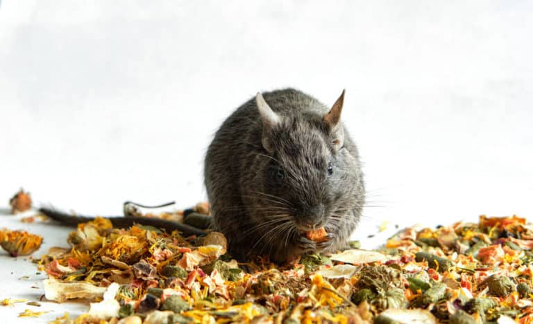What Do Degus Eat? A Complete Guide – thepetsavvy.com