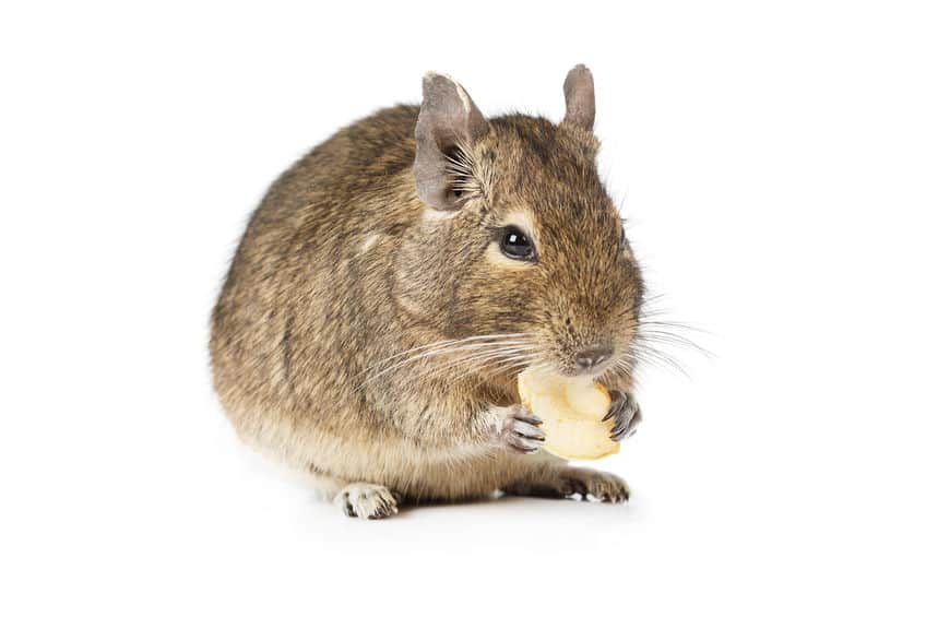 What Do Degus Eat? A Complete Guide – thepetsavvy.com