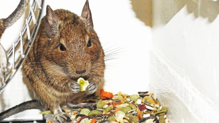 What Do Degus Eat? A Complete Guide – thepetsavvy.com