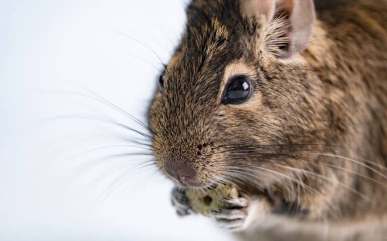 What Do Degus Eat? A Complete Guide – thepetsavvy.com