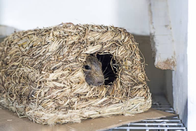 How to Tame a Degu in 5 easy steps – thepetsavvy.com