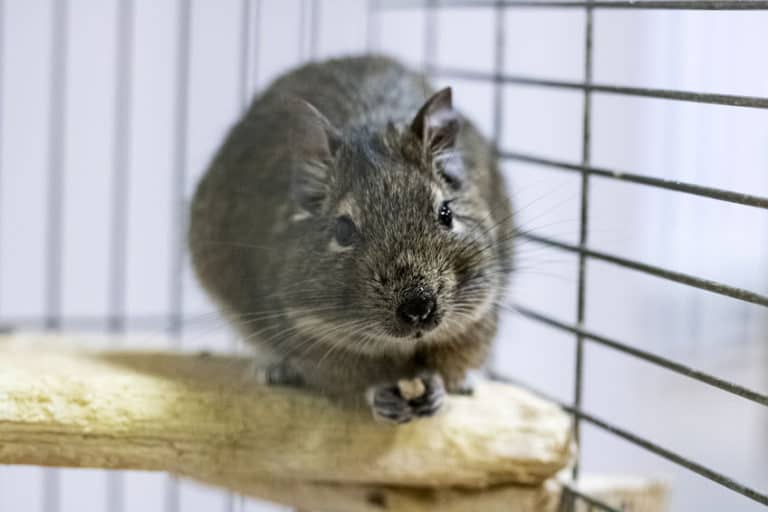 Degu Cage Setup – Create the Perfect Habitat for your Degu ...