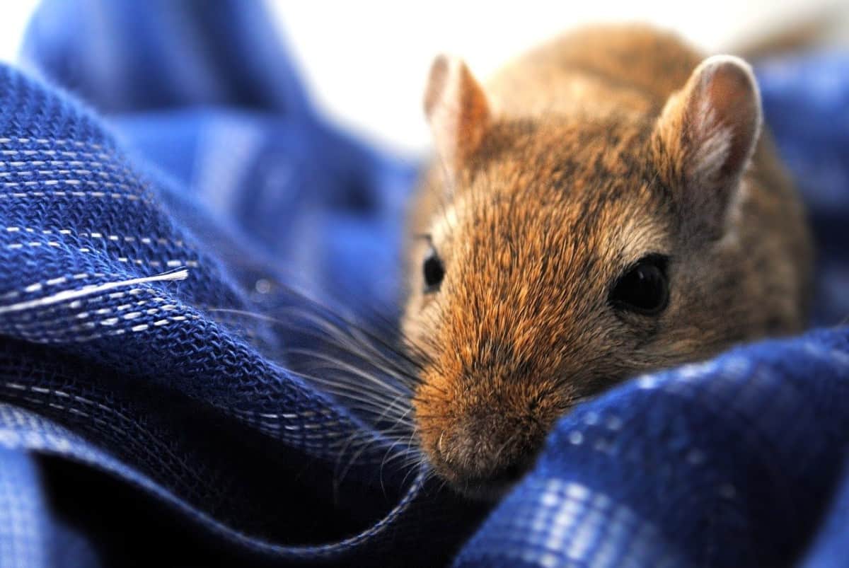 Gerbil Behavior – What is Your Gerbil Expressing? – thepetsavvy.com