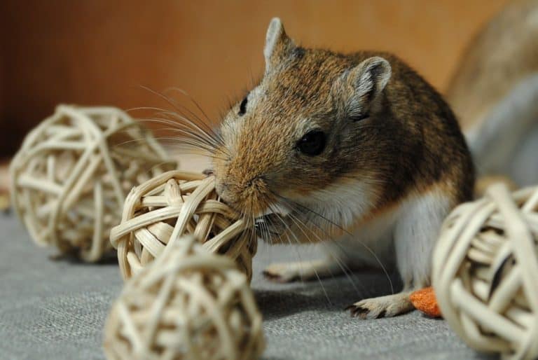 Gerbil Behavior – What is Your Gerbil Expressing? – thepetsavvy.com