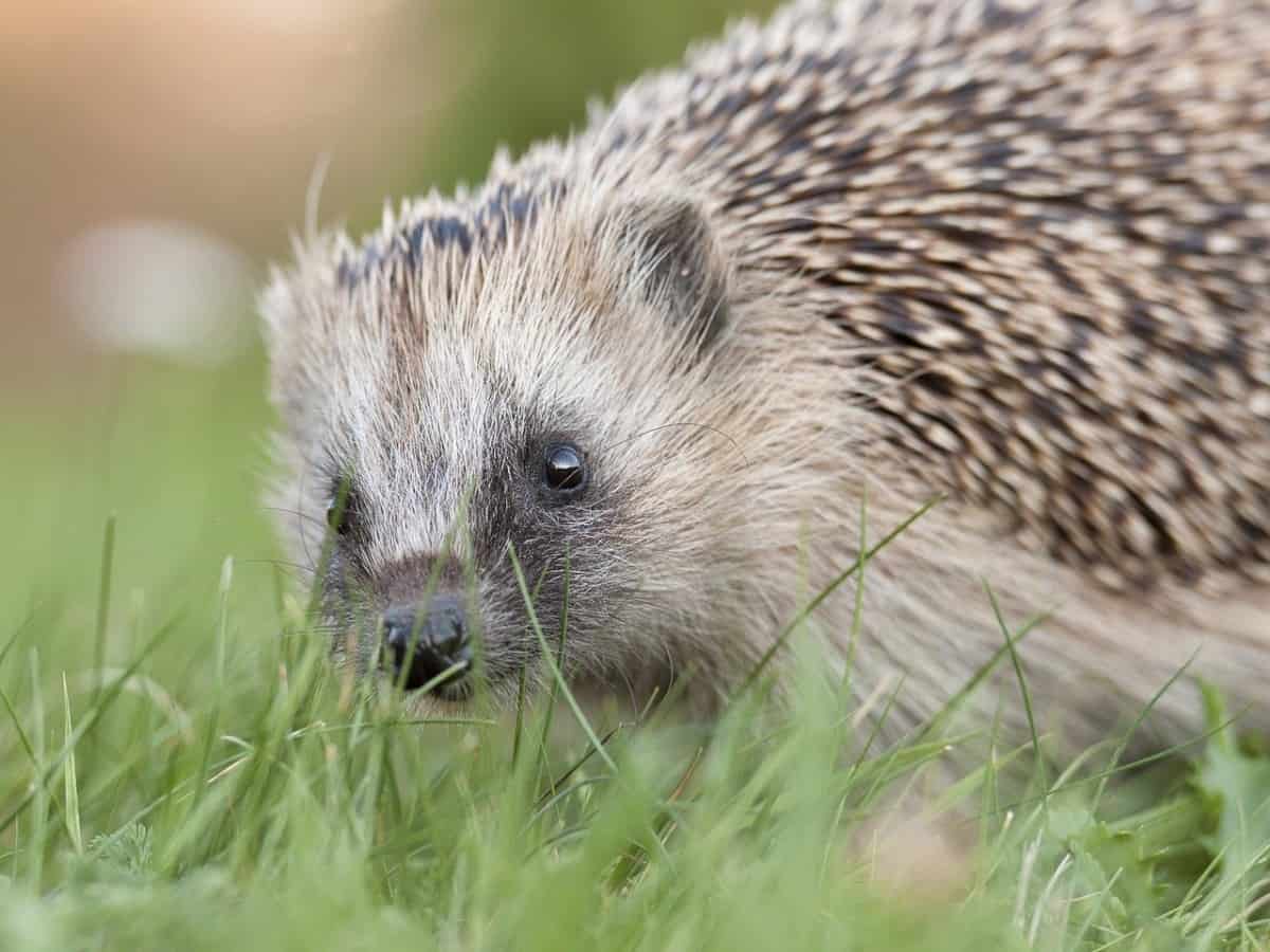 Hedgehog Behavior – What is Your Hedgehog Expressing? – thepetsavvy.com