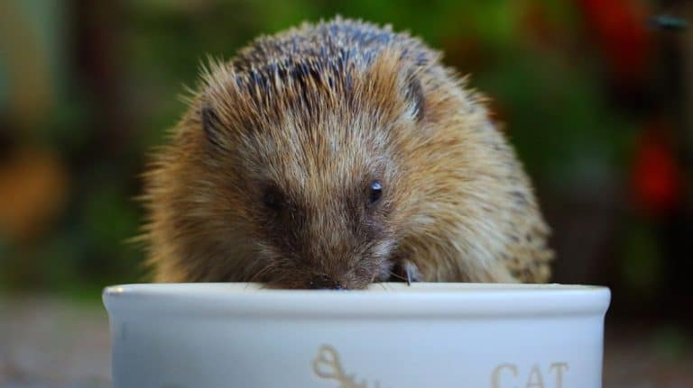 What Do Pet Hedgehogs Eat? A Complete Guide – thepetsavvy.com