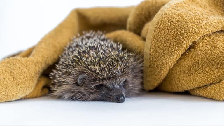Are Hedgehogs Nocturnal? Hedgehog Sleep Patterns Explained ...