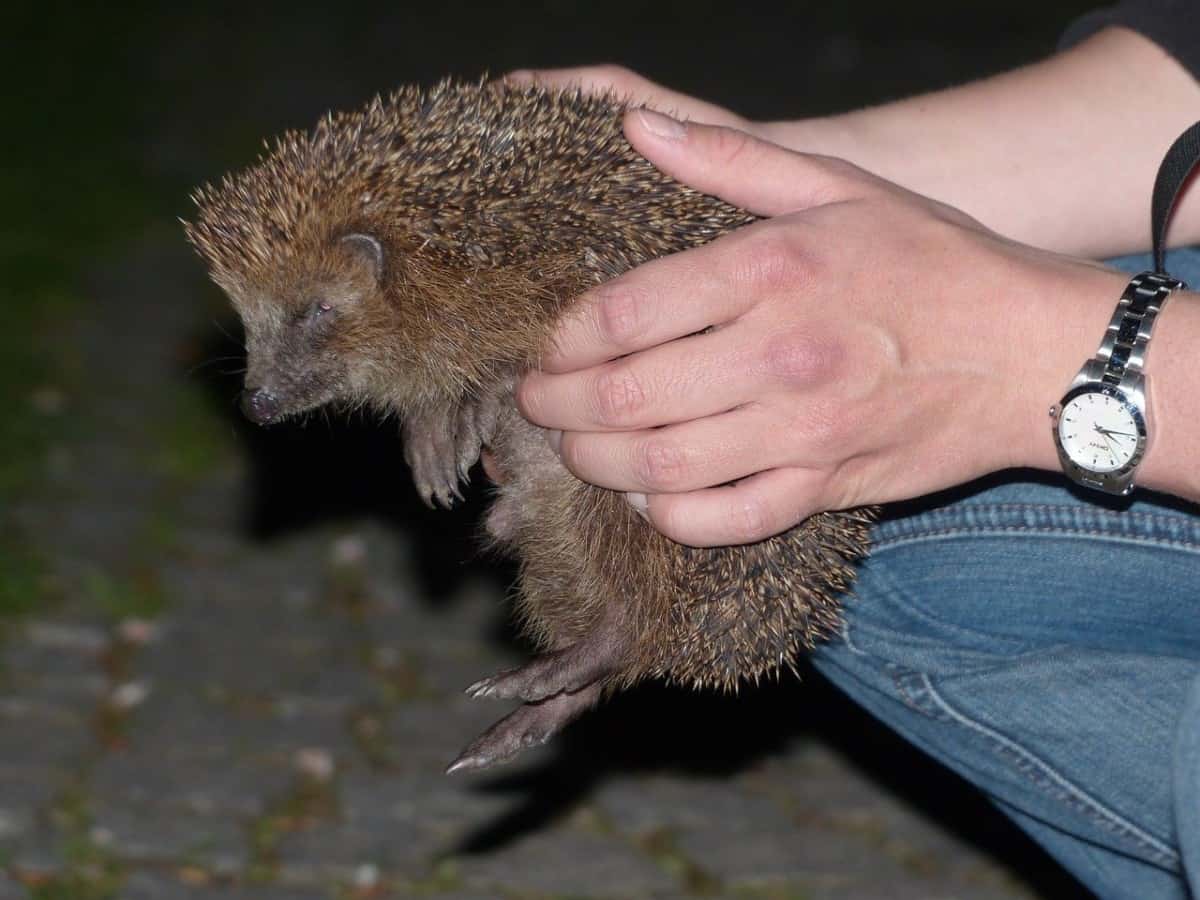 Hedgehog Behavior – What is Your Hedgehog Expressing? – thepetsavvy.com
