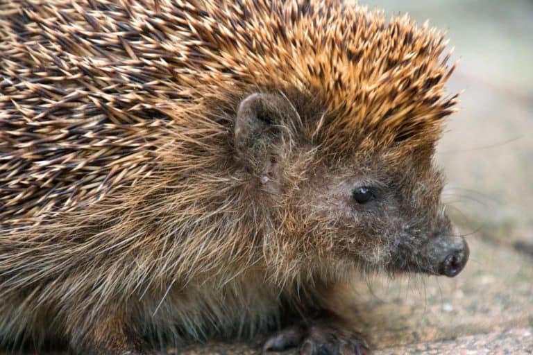 Hedgehog Behavior – What is Your Hedgehog Expressing? – thepetsavvy.com