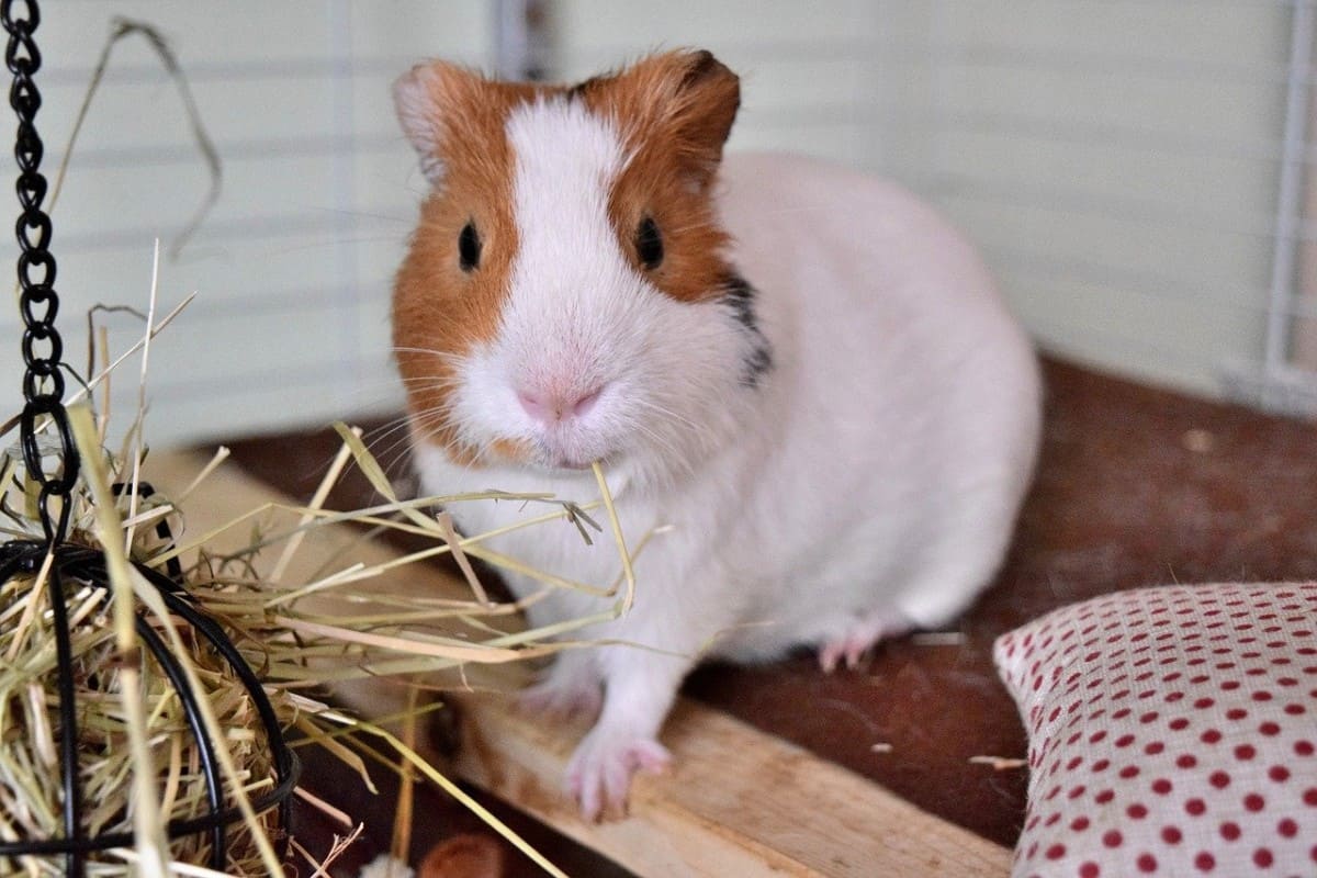 Guinea Pig Cage Setup | How to Create the Perfect Habitat for your ...