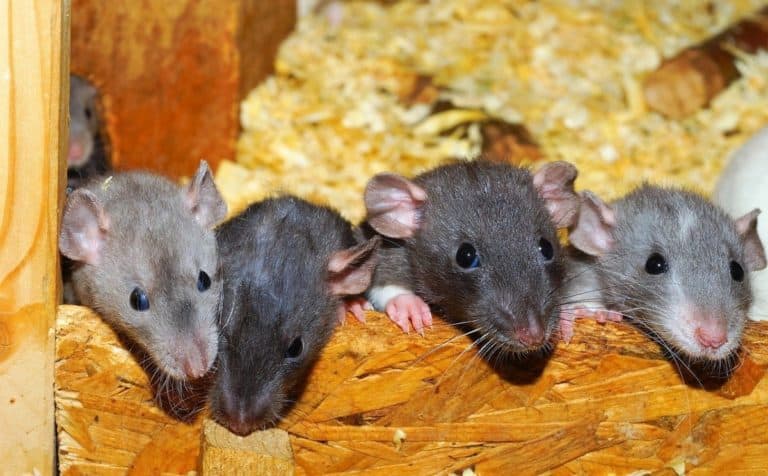 How much do Fancy Rats Cost? [2021 Guide] – thepetsavvy.com