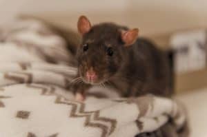 Fancy Rat Behavior – What is Your Rat Expressing? – thepetsavvy.com
