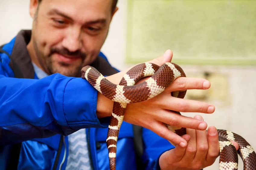 10 Best Pet Snakes for Beginners [2021] – thepetsavvy.com