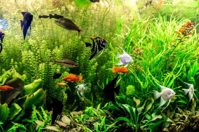 12 Best Beginner Fish for Freshwater Aquariums – thepetsavvy.com