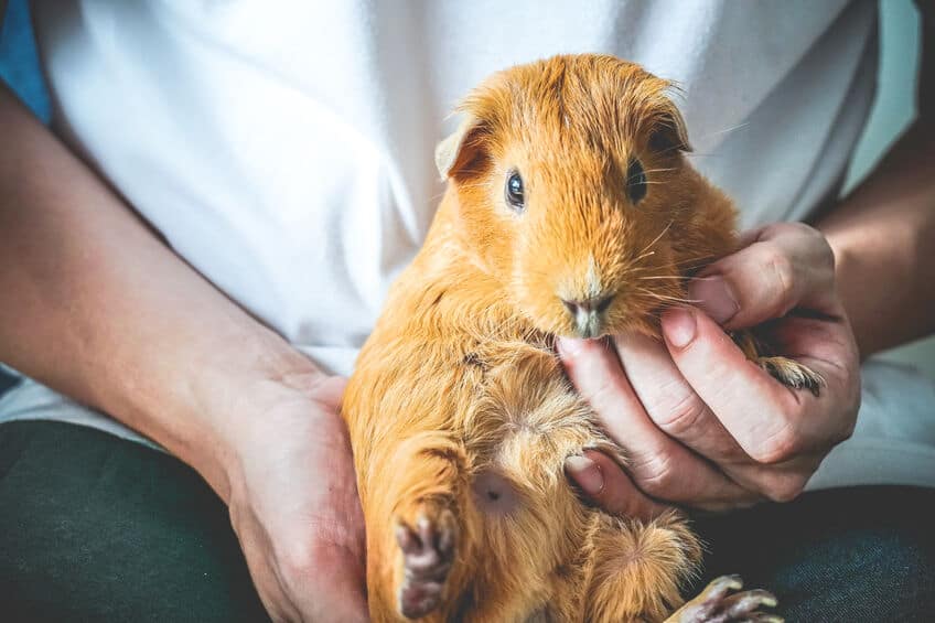 10 Best Beginner Rodent Pets – thepetsavvy.com