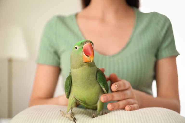 12 Best Beginner Birds – A Complete Guide – thepetsavvy.com